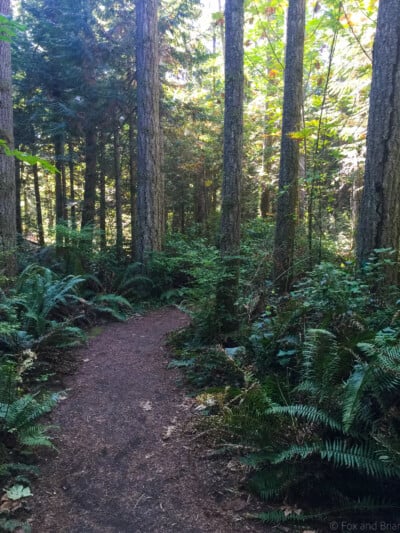 5 Hikes Near Seattle for Absolute Beginners - Fox and Briar